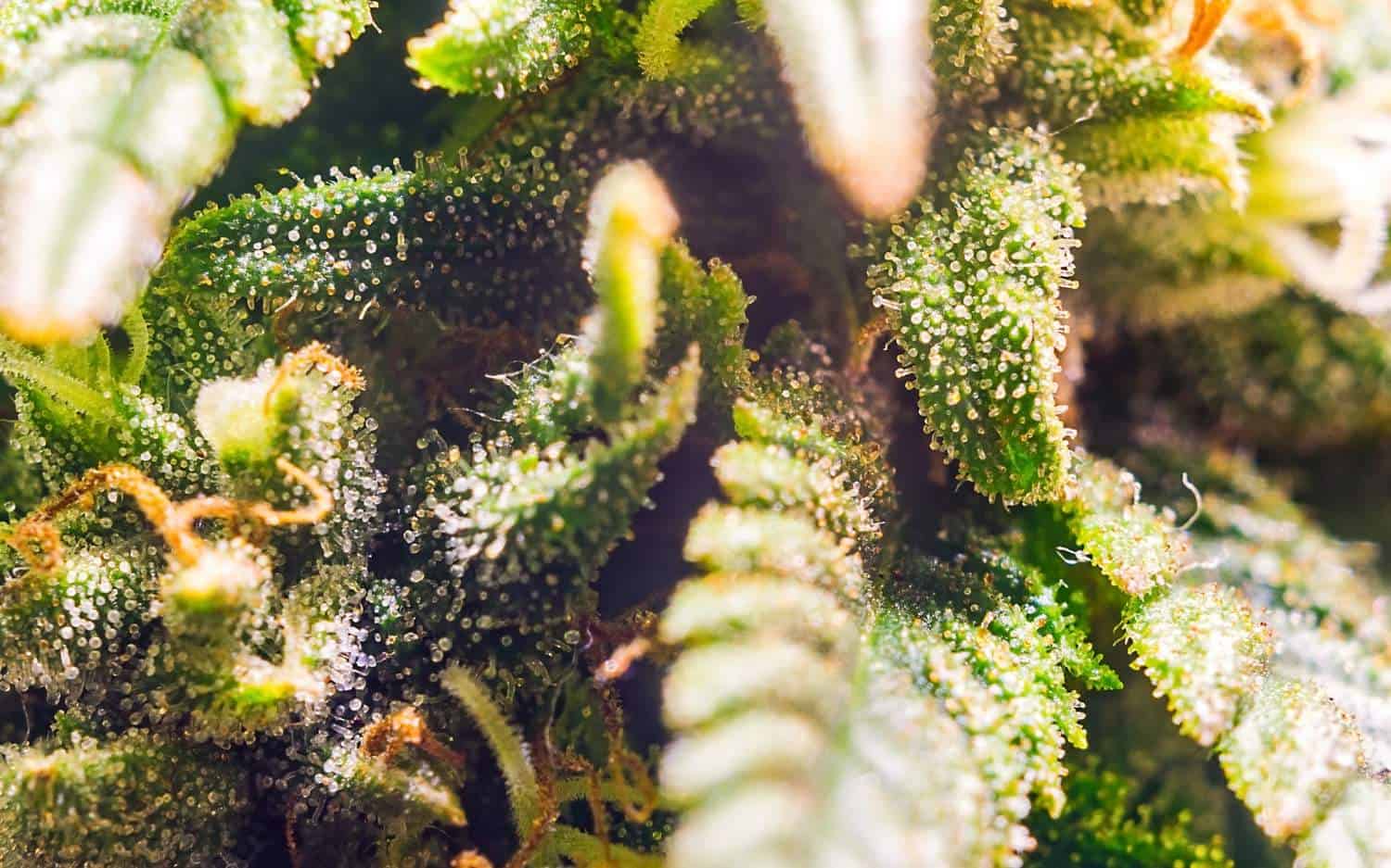 Best Tasting Weed Strains » Red Eye Monkey